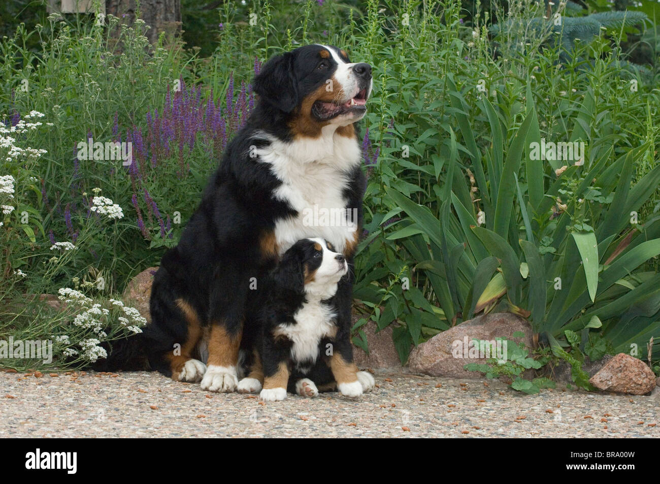 BERNESE MOUNTAIN DOG AND PUP OUTDOORS Stock Photo - Alamy