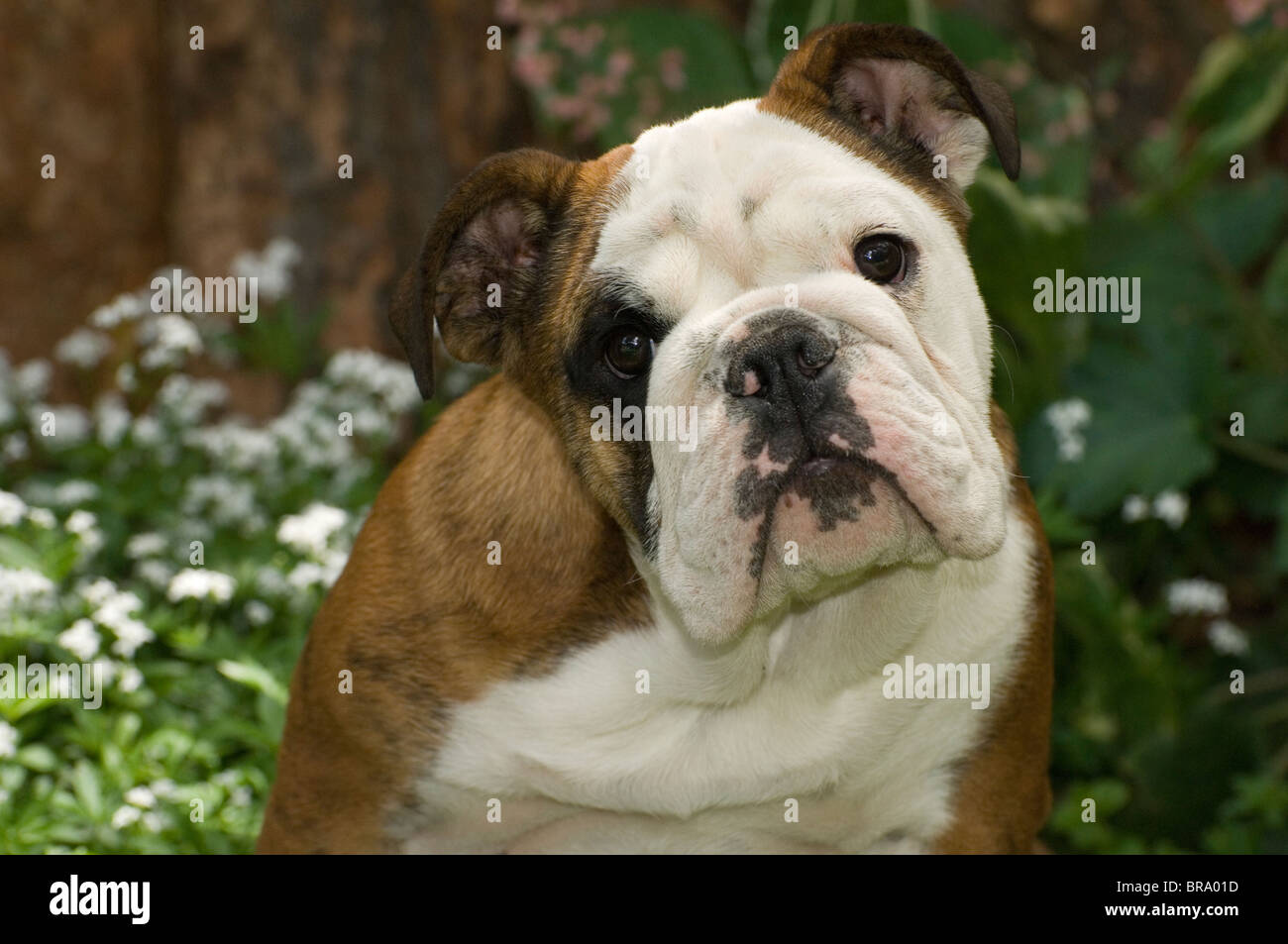 BULLDOG LOOKING AT CAMERA Stock Photo - Alamy
