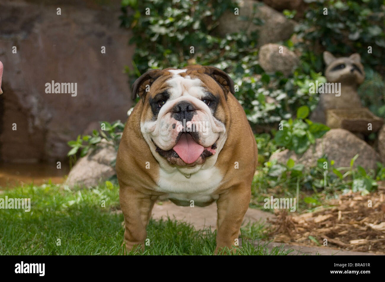 BULLDOG OUTDOOR HEAD ON Stock Photo - Alamy