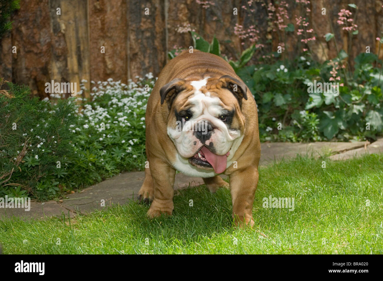 BULLDOG OUTDOOR IN GRASSY BACKYARD Stock Photo - Alamy