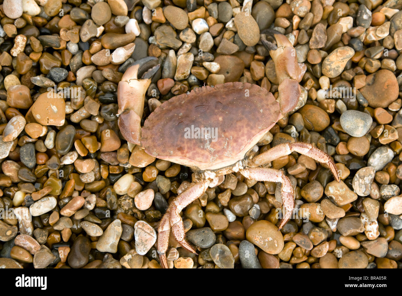 Dead crab shell on shingle beach Stock Photo - Alamy