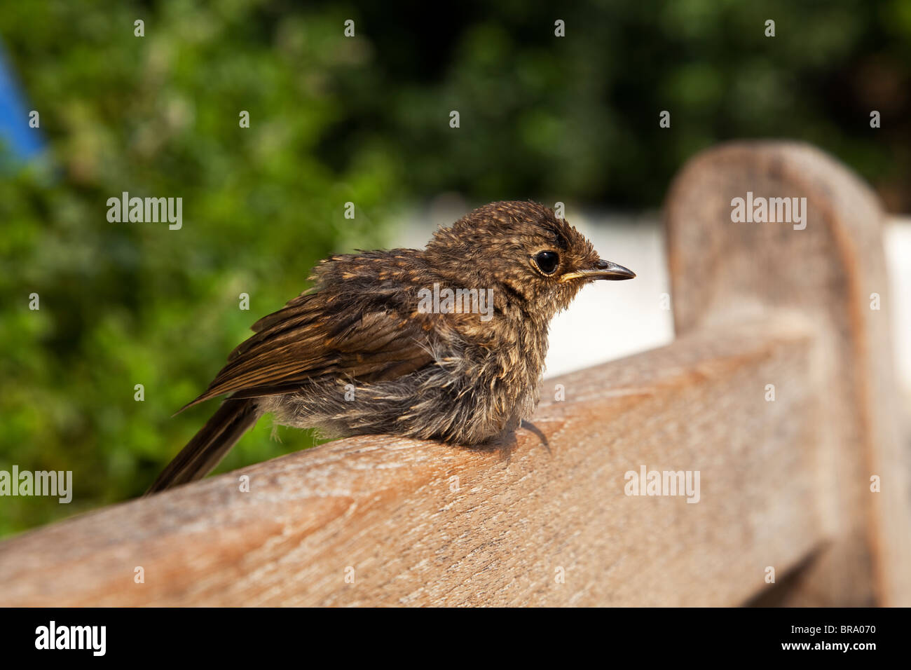 Fledgeling hi-res stock photography and images - Alamy
