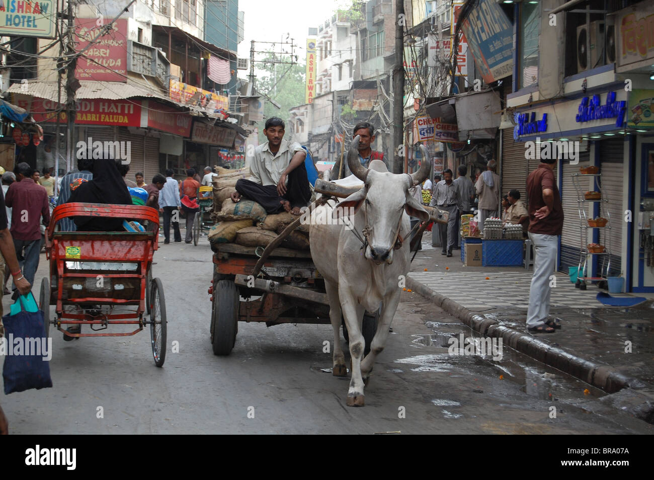 Delhi cow hi-res stock photography and images - Alamy