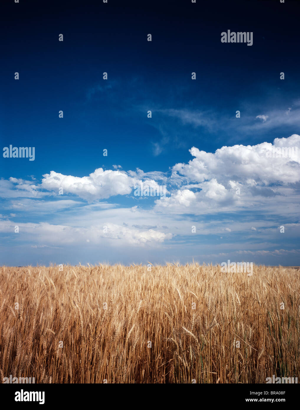 1970s RIPE WHEAT FIELD AGAINST BLUE SKY NEBRASKA Stock Photo - Alamy