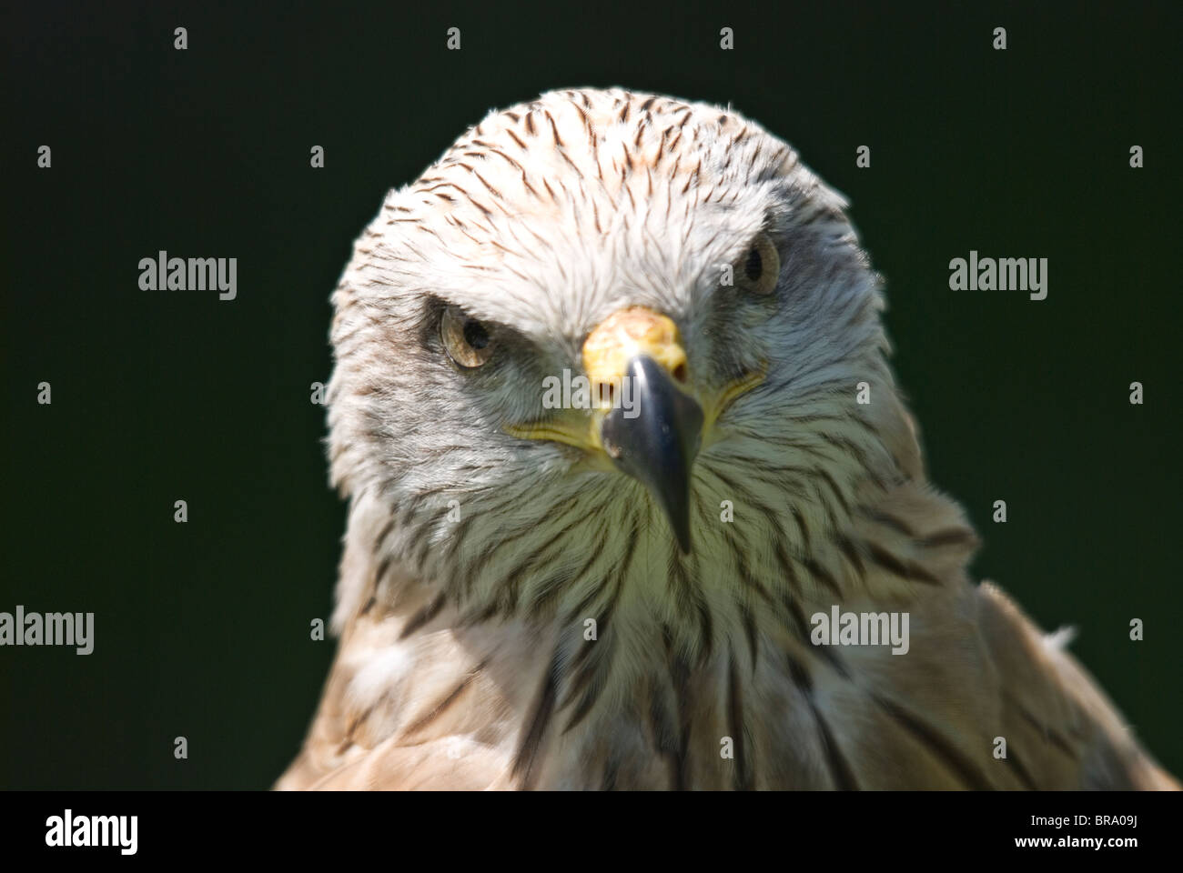 Captive Black Kite (Milvus migrans Stock Photo - Alamy