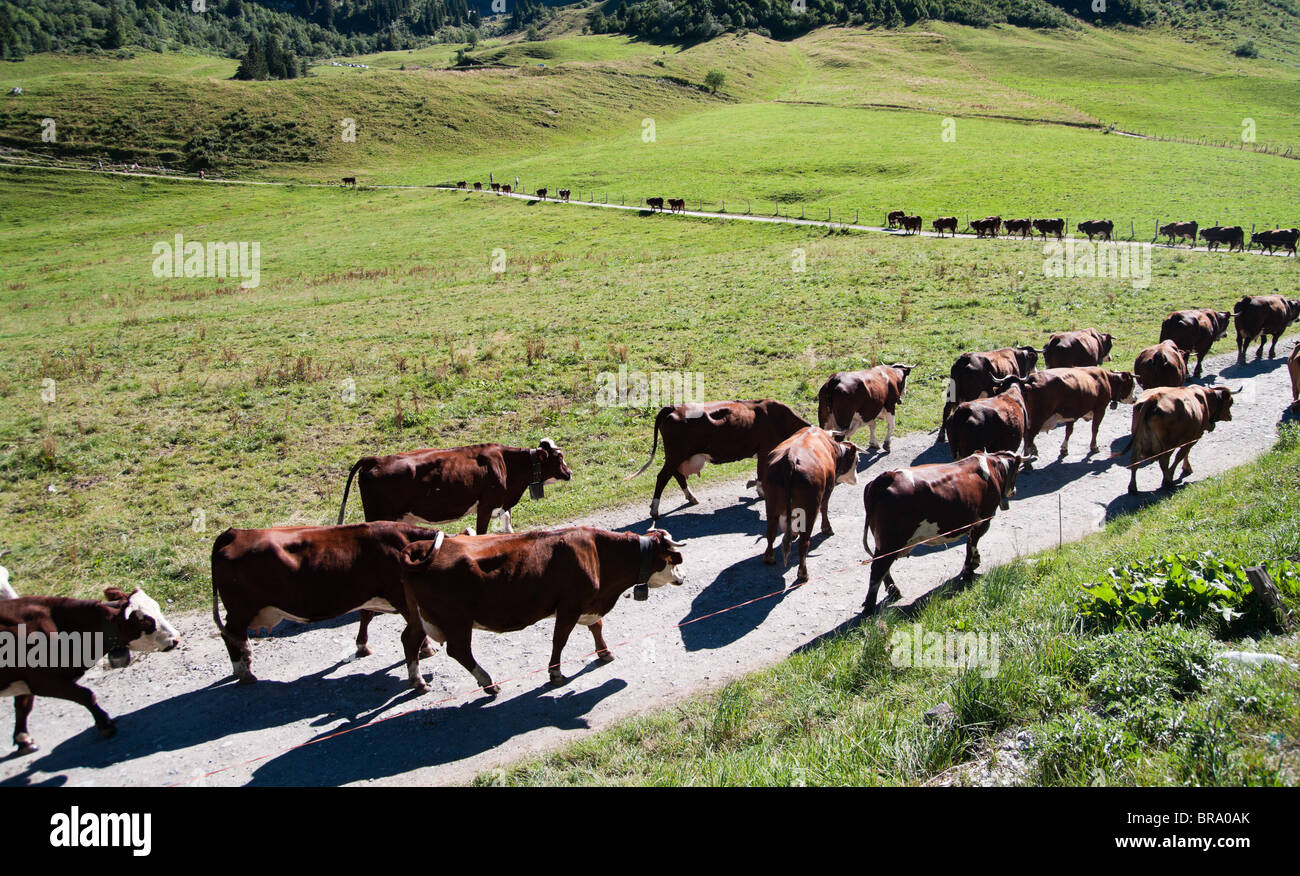 Cows going home to be milked in Coldes Aravis France Stock Photo - Alamy