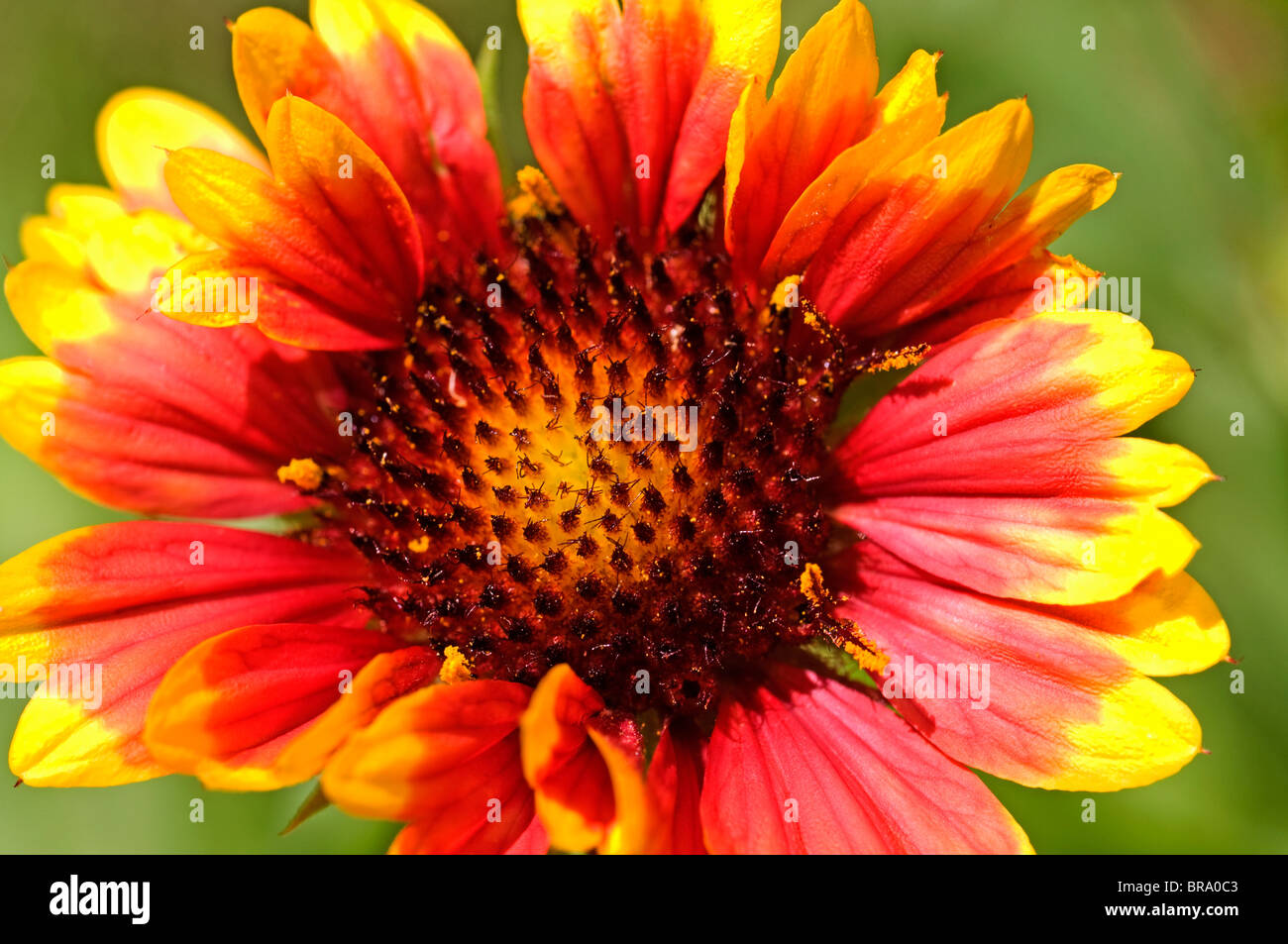 Firewheel flower petals Stock Photo - Alamy