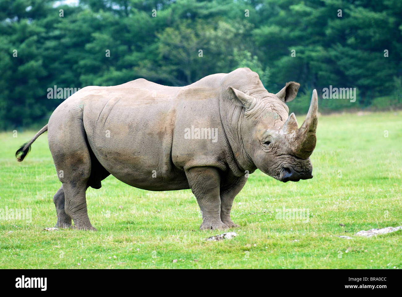 Rhinoceros hi-res stock photography and images - Alamy