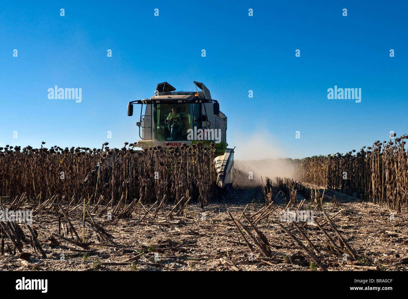 Claas Lexion 540 combine harvester harvesting Sunflower crop - Indre-et ...