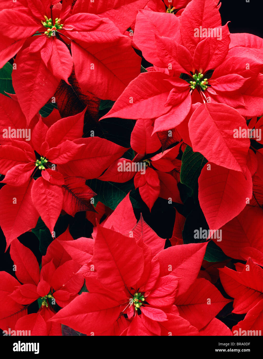 Small overall pattern hi-res stock photography and images - Alamy