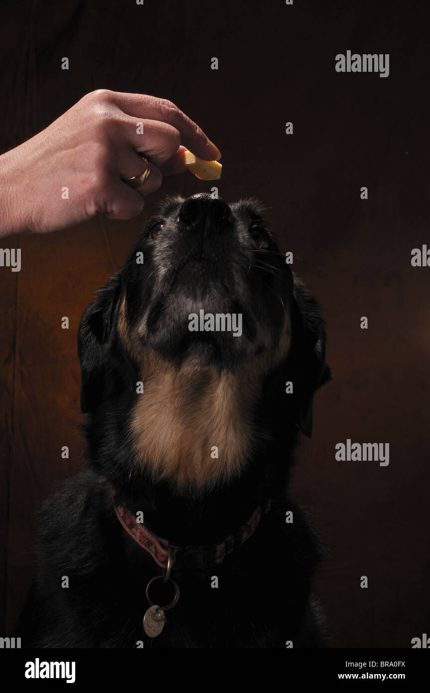 Dog being fed a treat by hand, pet portrait, st dogmaels, pembrokeshire ...