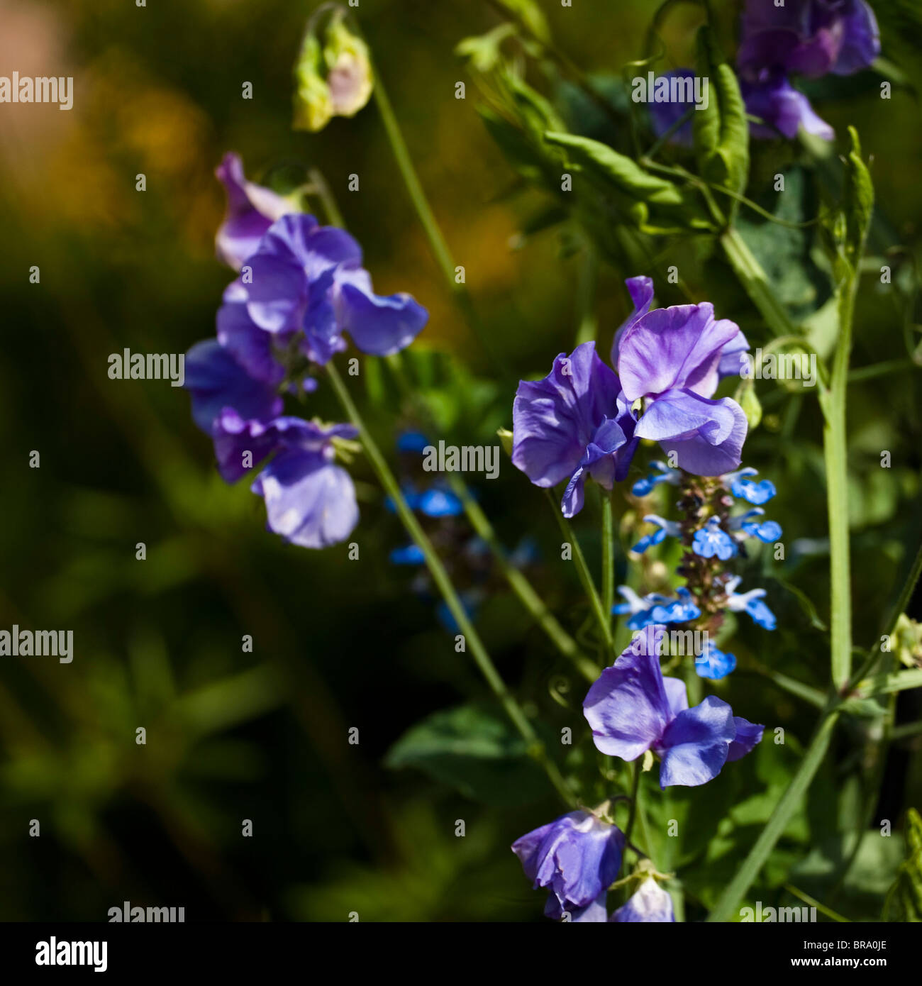 Sweet Pea, Lathyrus odoratus 'Oxford Blue', in flower Stock Photo - Alamy