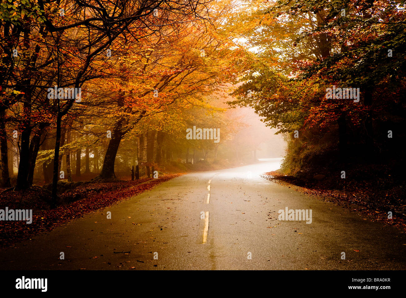 Autumn landscape with a beautiful road with colored trees Stock Photo ...