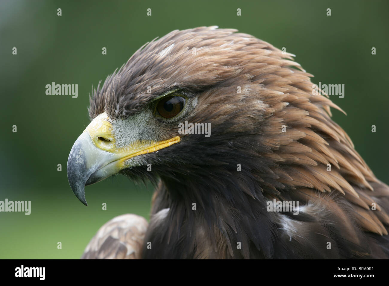 Bird nares hi-res stock photography and images - Alamy