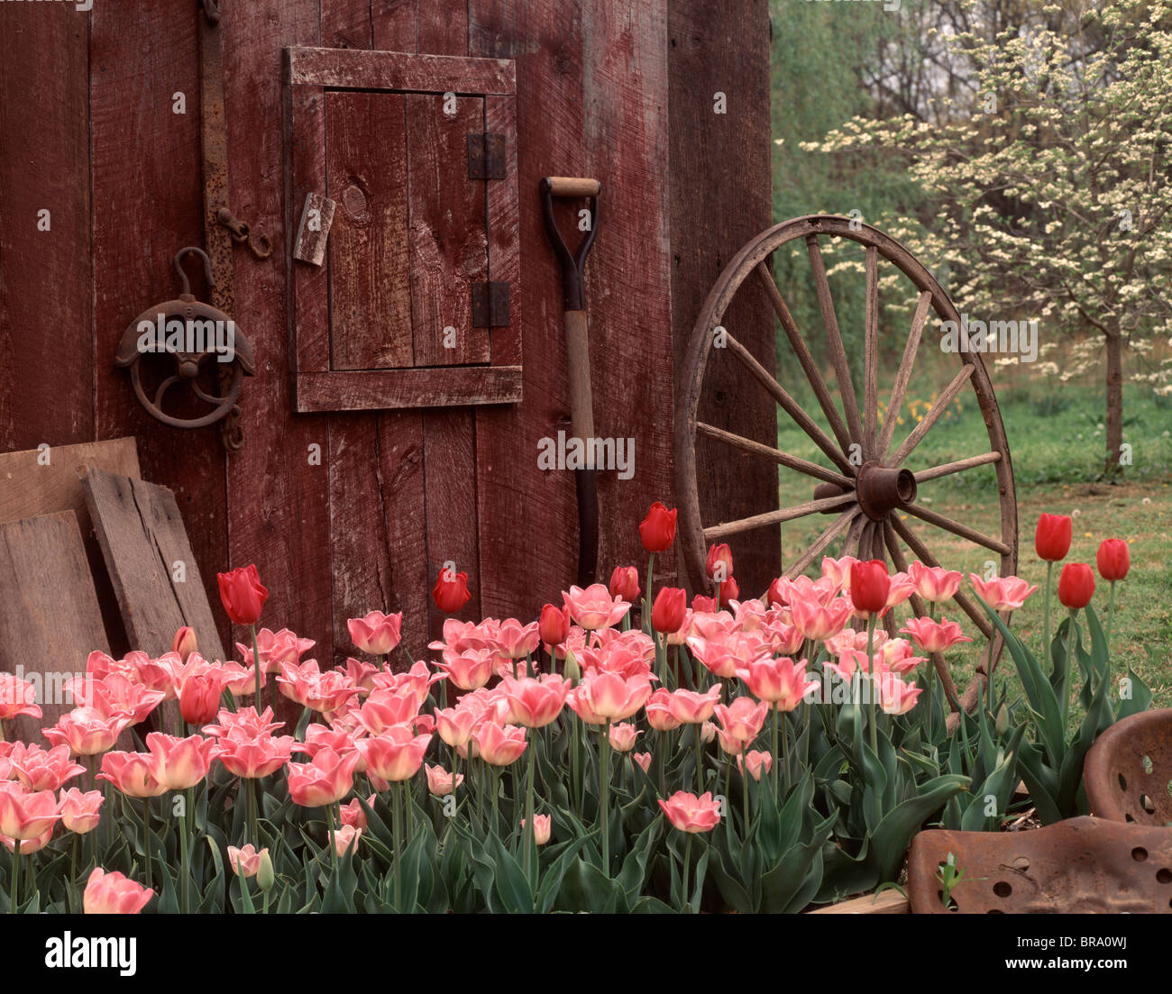 PINK & RED TULIPS BESIDE WEATHERED WOODEN BARN Stock Photo - Alamy