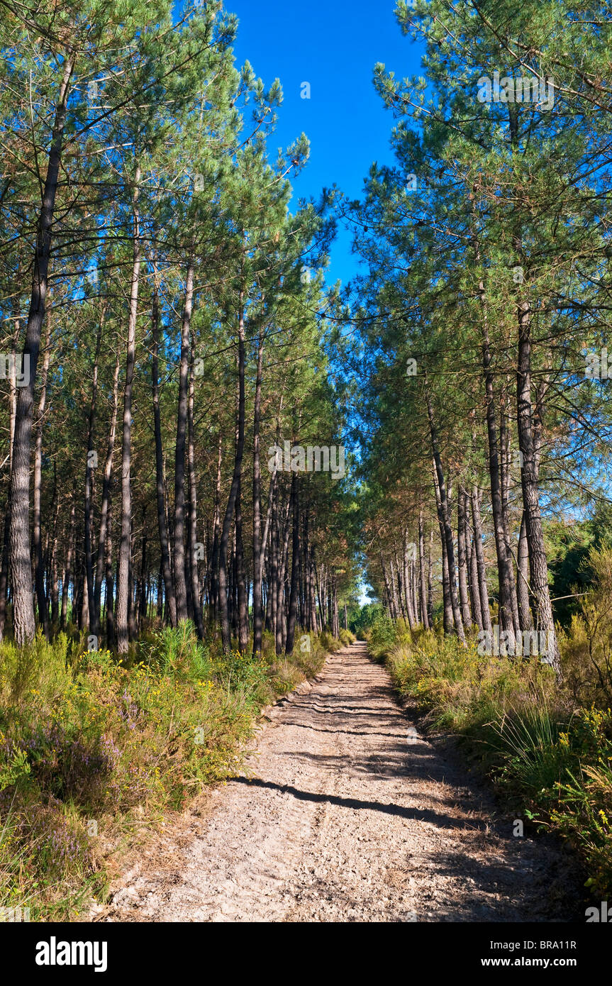 Fire break plantation hi-res stock photography and images - Alamy