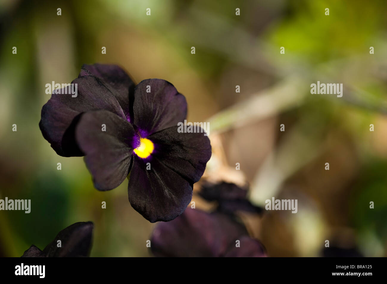 Viola ‘Molly Sanderson’ in flower Stock Photo - Alamy