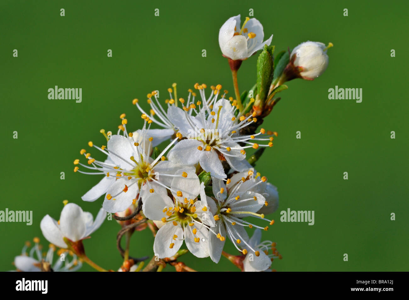 Close up of Sloe bush / Blackthorn in flower (Prunus spinosa) in spring ...