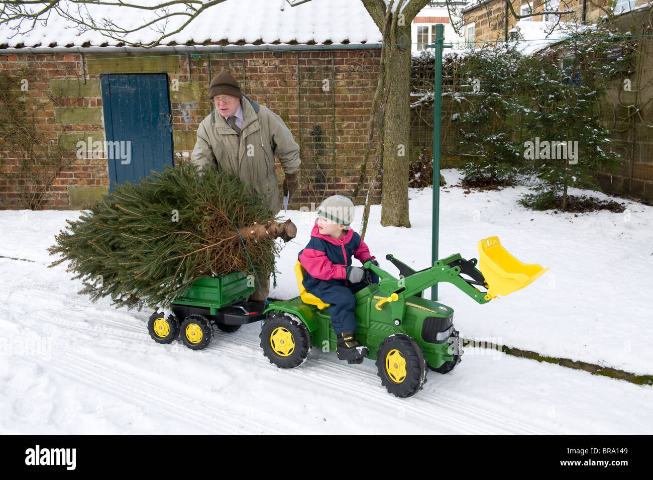 5 year old boy taking christmas tree to be recycled on his toy tractor ...