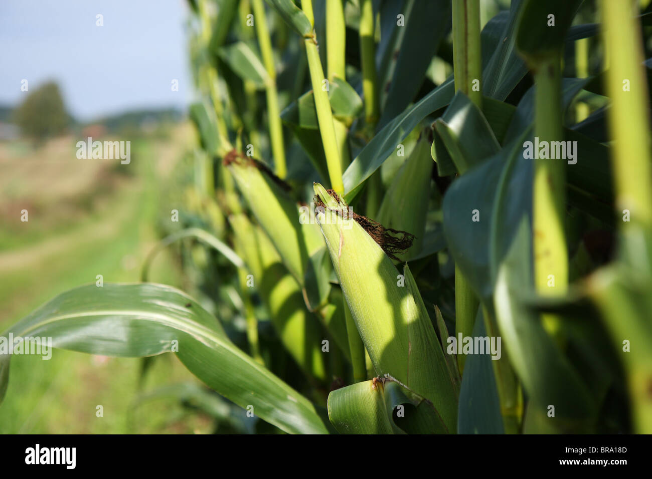 Picture of maize crop Stock Photo - Alamy