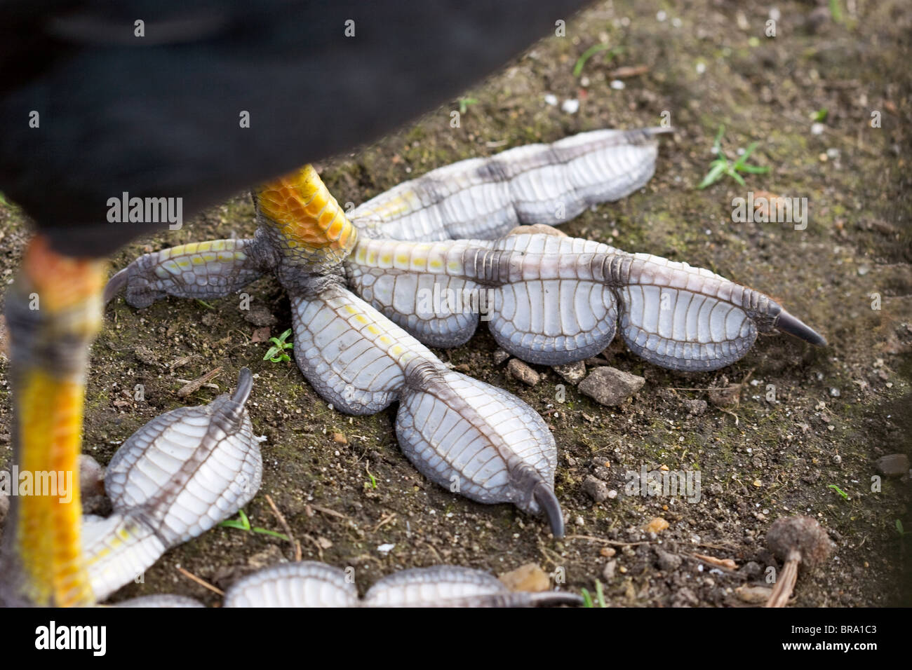 Large and colourful foot of Coot - clumsy on land but well adapted to ...