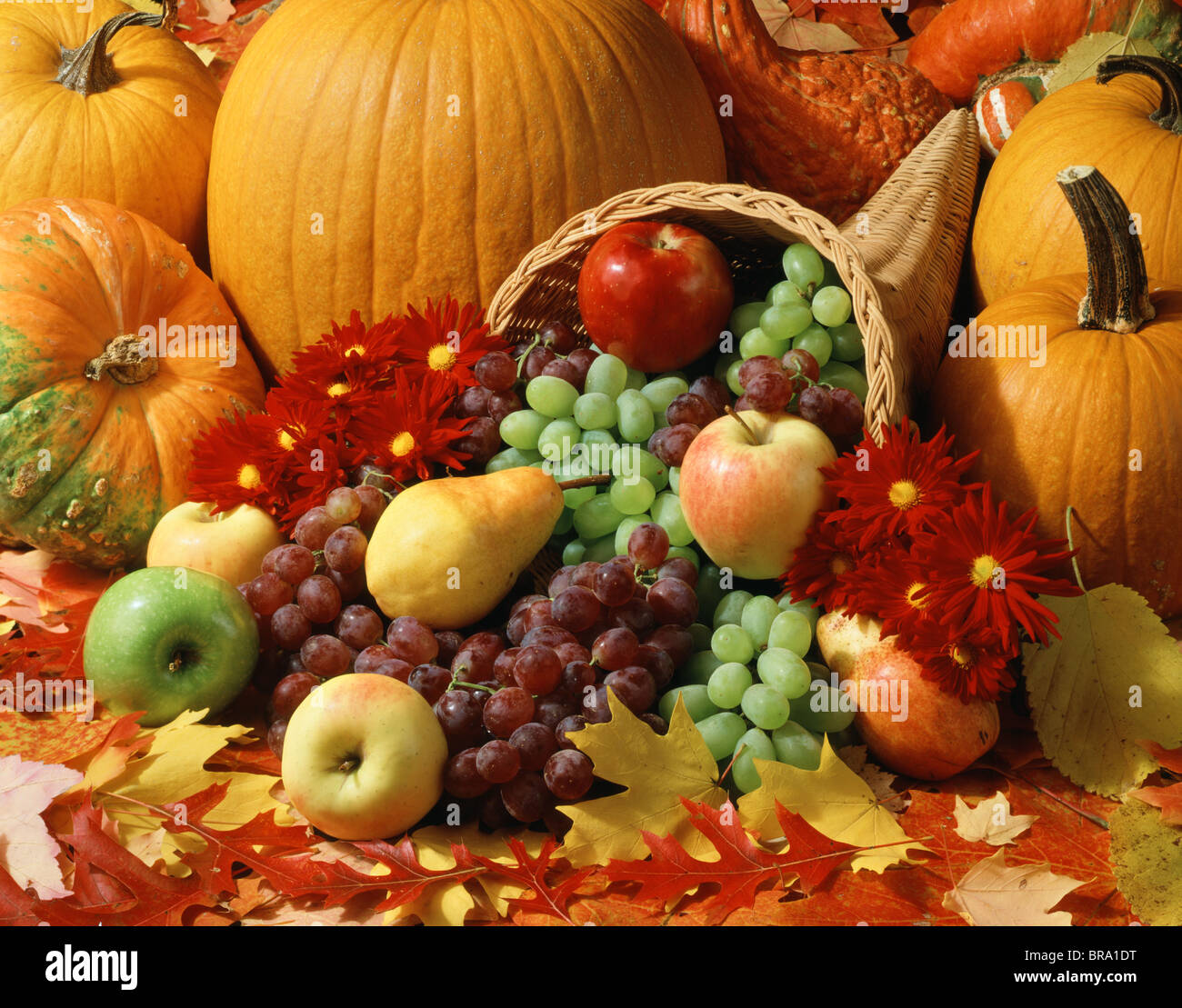 AUTUMN HARVEST CORNUCOPIA Stock Photo - Alamy