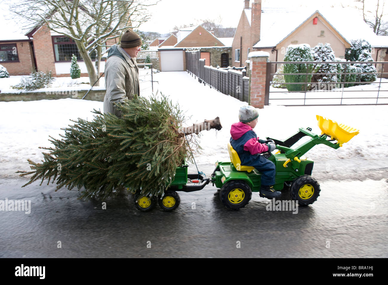 5 year old boy taking christmas tree to be recycled on his toy tractor ...