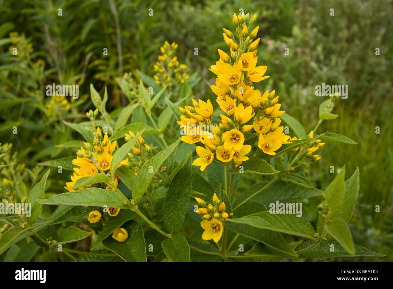 Yellow loosestrife hi-res stock photography and images - Alamy