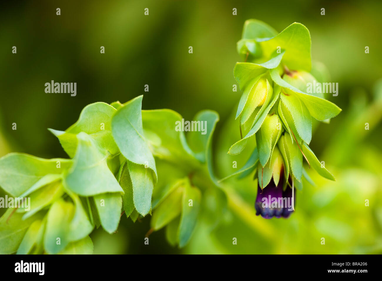 Blue Shrimp Plant, Cerinthe major ‘Kiwi Blue’ Stock Photo - Alamy