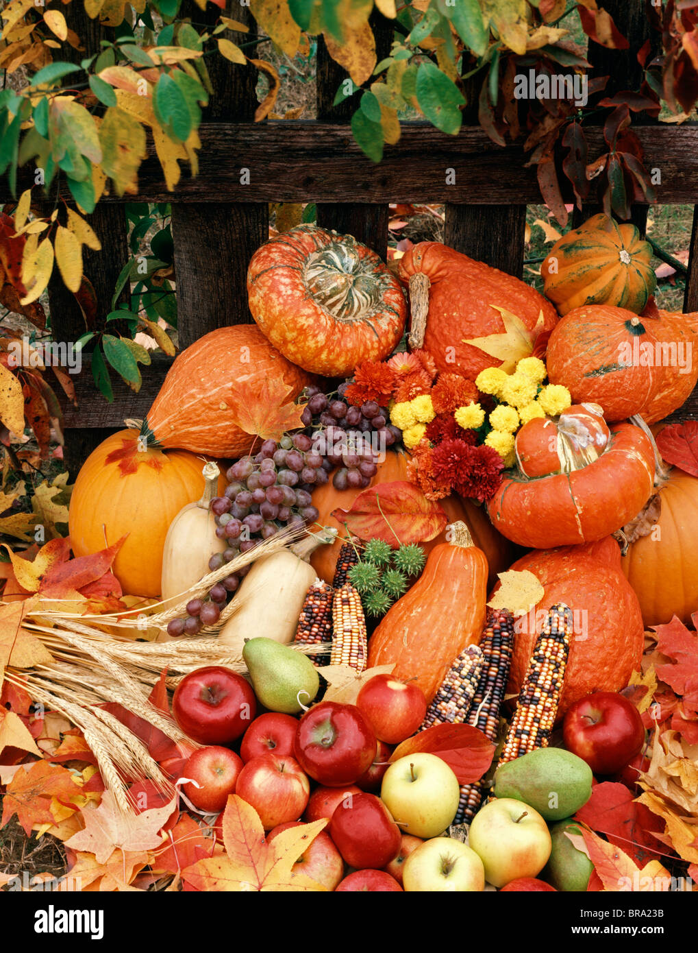 STILL LIFE OF AUTUMN HARVEST FRUITS AND VEGETABLES Stock Photo - Alamy