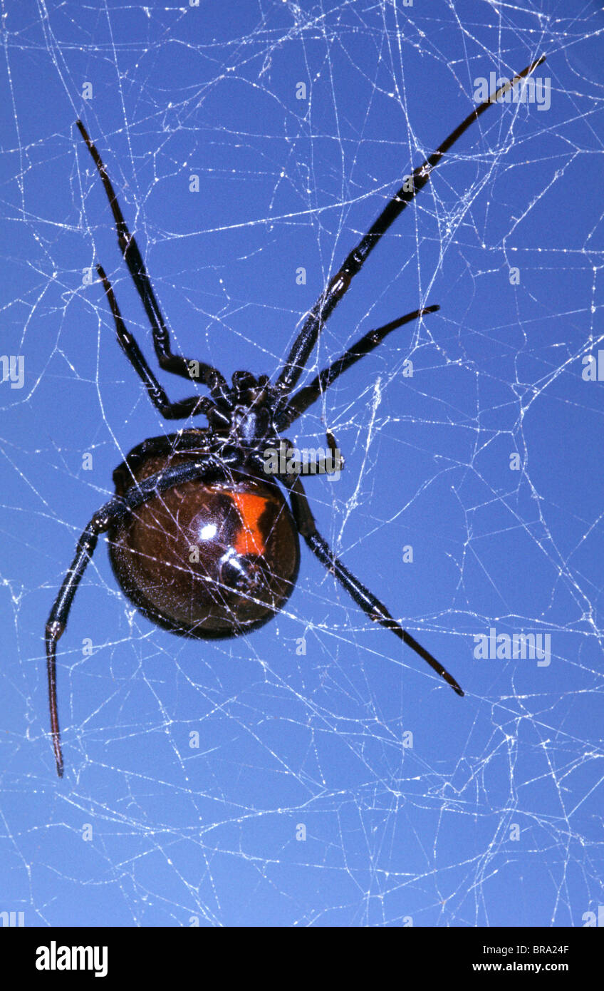 Red Widow Spider Pictures