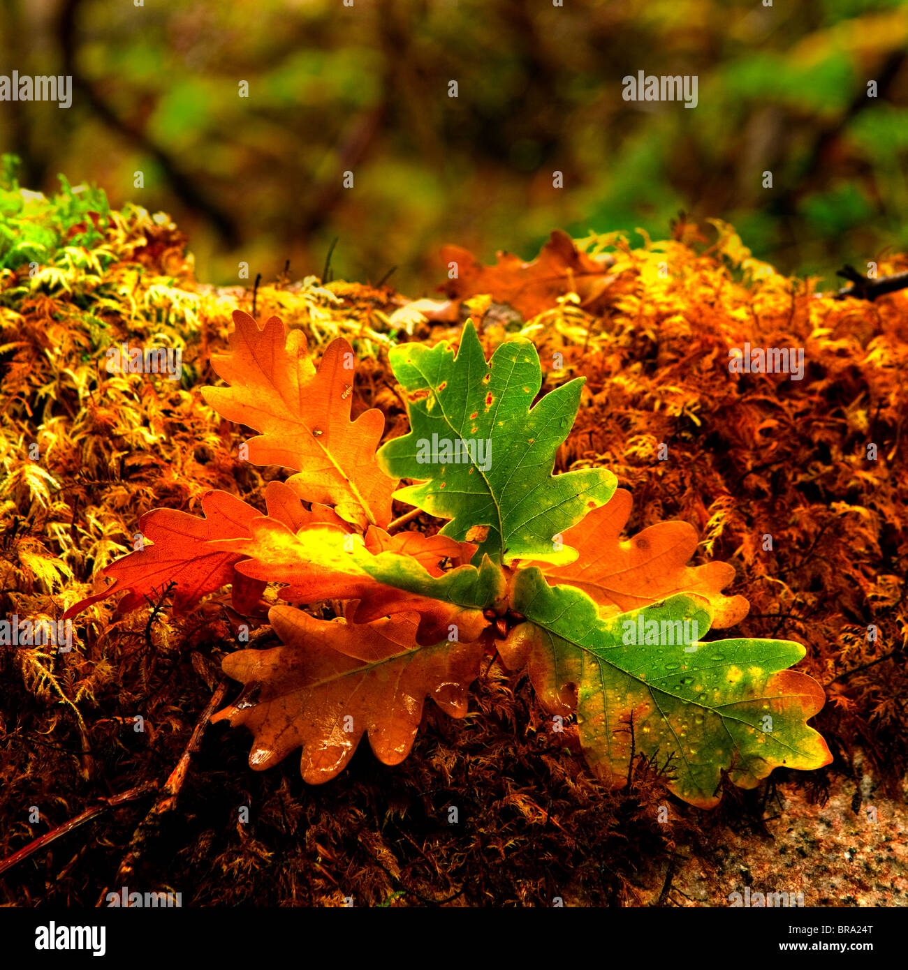 Beautiful colored leafs from a oak tree Stock Photo - Alamy