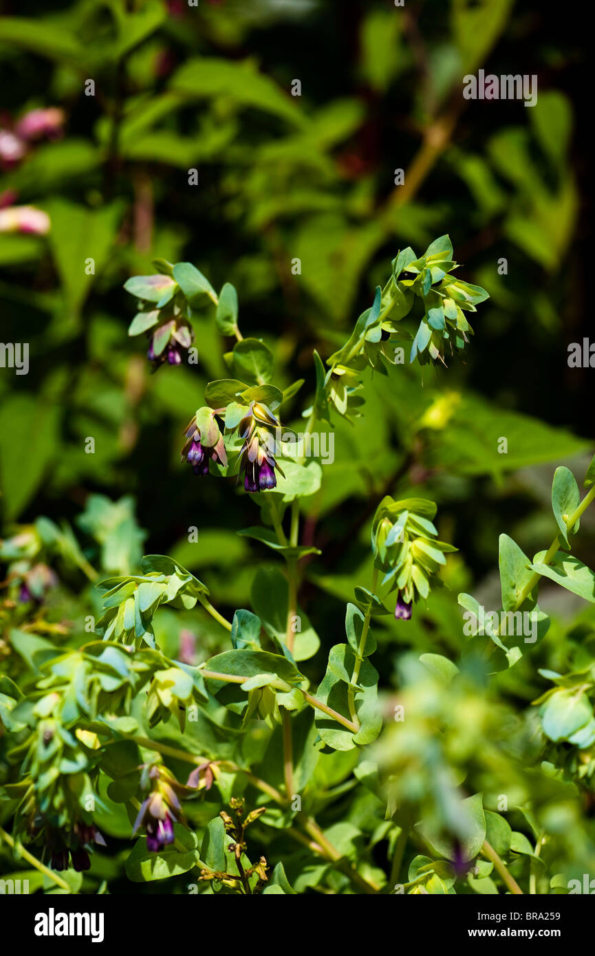 Blue Shrimp Plant, Cerinthe major ‘Kiwi Blue’ Stock Photo - Alamy