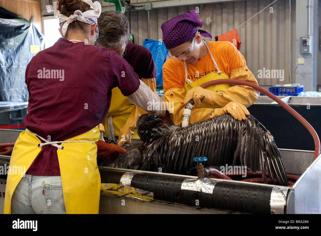 Pelicans covered with oil from the Deepwater Horizon oil spill are ...