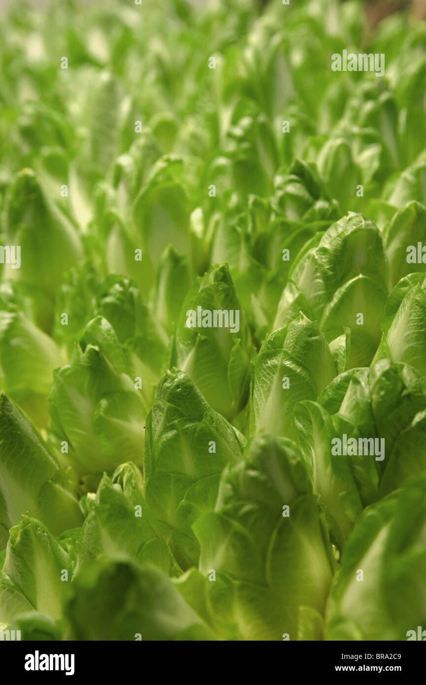 Bio chicory hi-res stock photography and images - Alamy