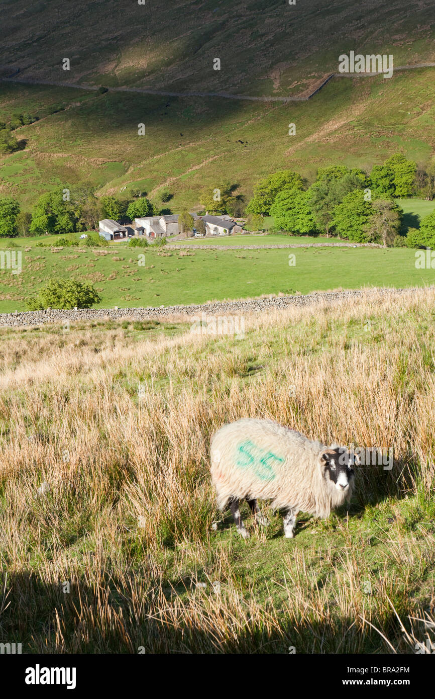 Deepdale in the Yorkshire Dales National Park, near Whernside, south of ...