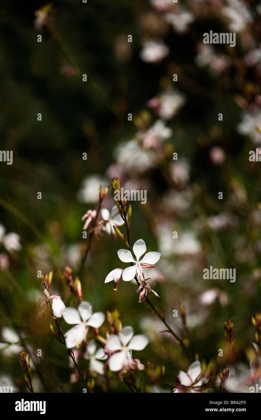 Gaura lindheimeri the bride hi-res stock photography and images - Alamy