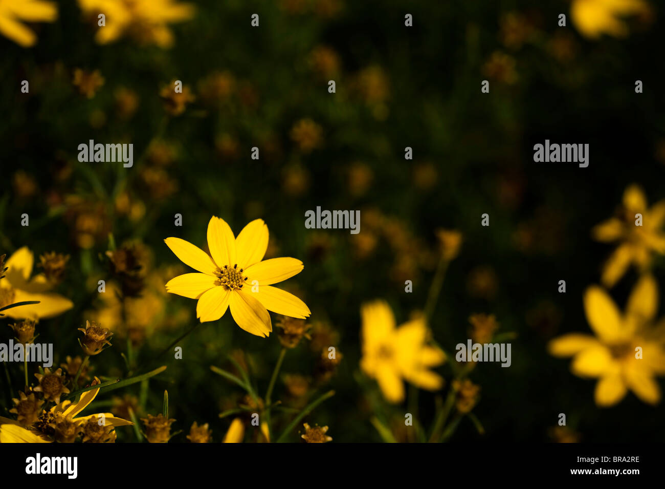 Coreopsis verticillata ‘Zagreb’, Tickseed, in flower Stock Photo - Alamy