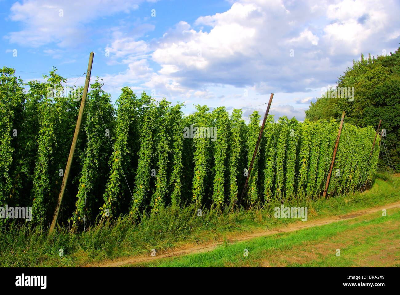 Hopfenfeld - hop field 01 Stock Photo - Alamy