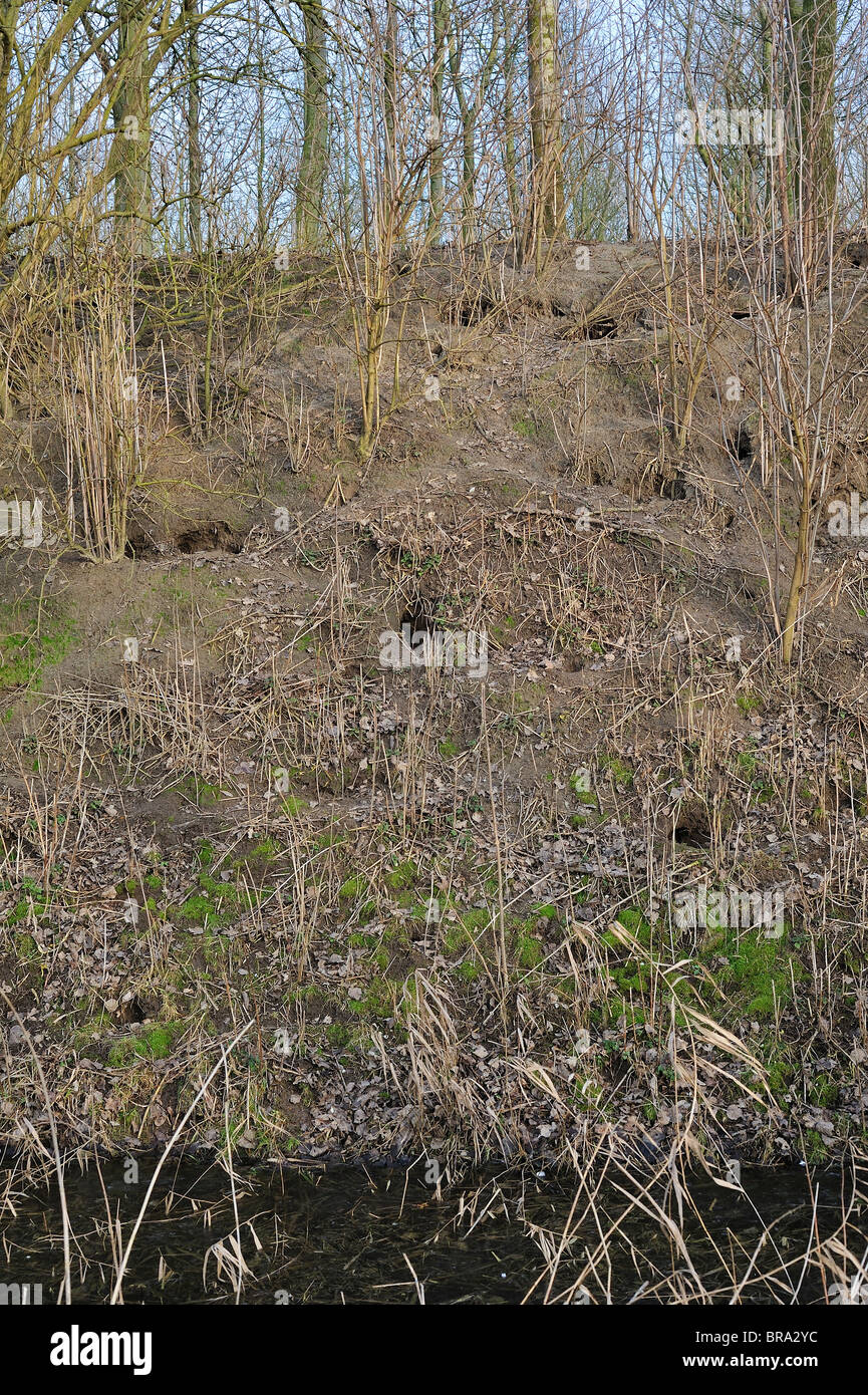 Riverbank undermined by European rabbit (Oryctolagus cuniculus) burrows ...