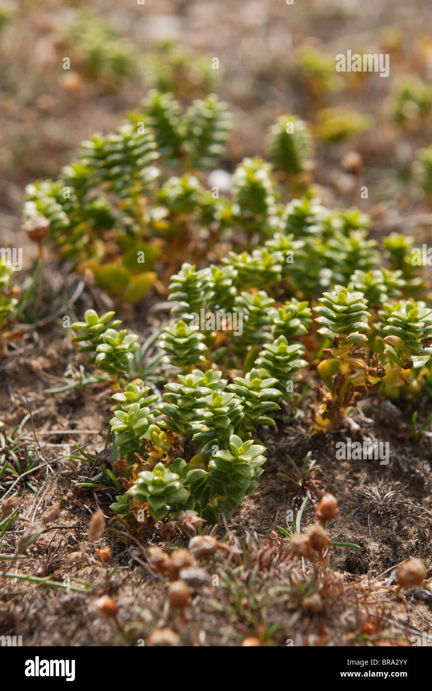 Bataceae spp or Saltwort which routinely harvested from seasides and ...