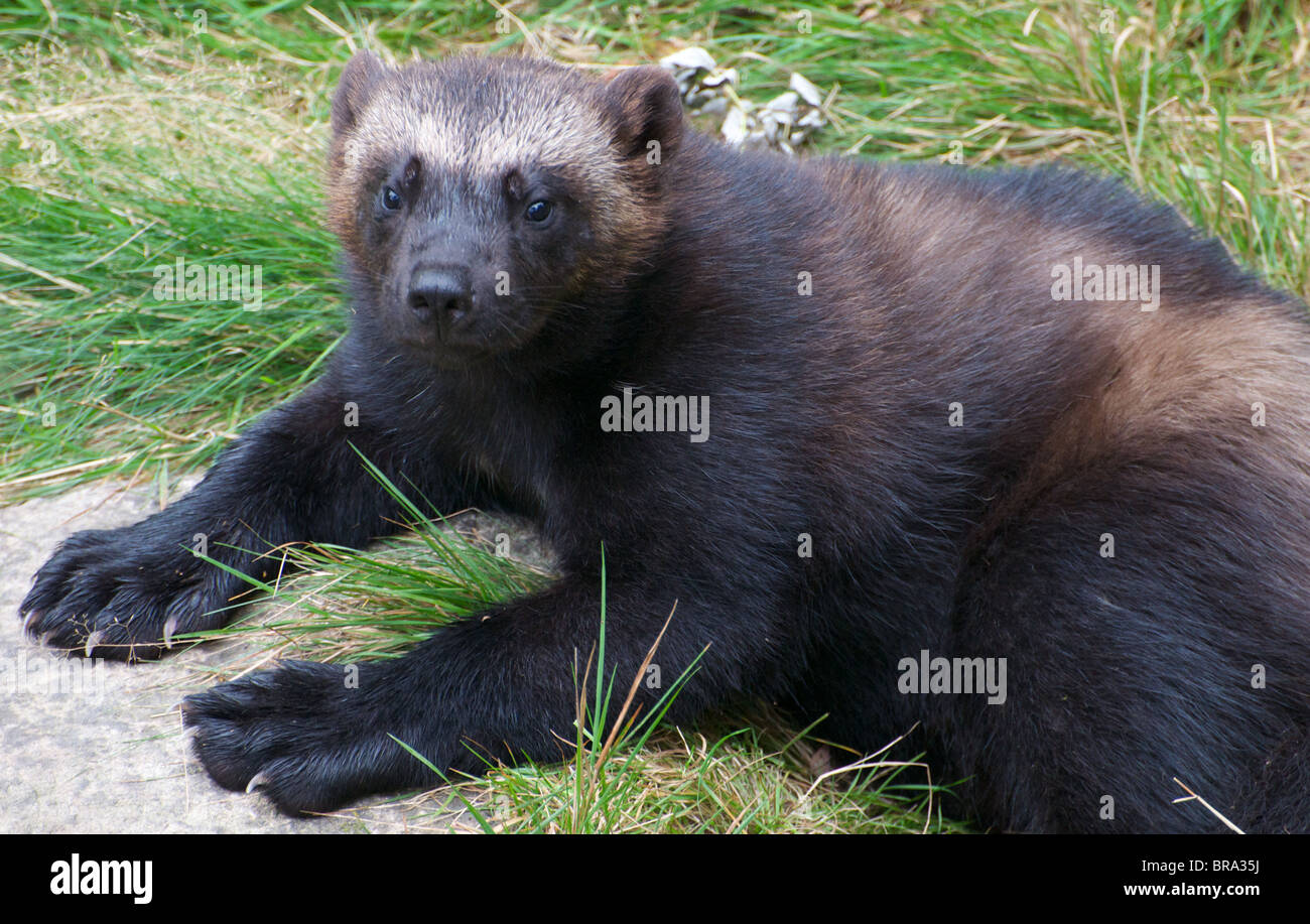 Wolverine looking towards camera hi-res stock photography and images ...