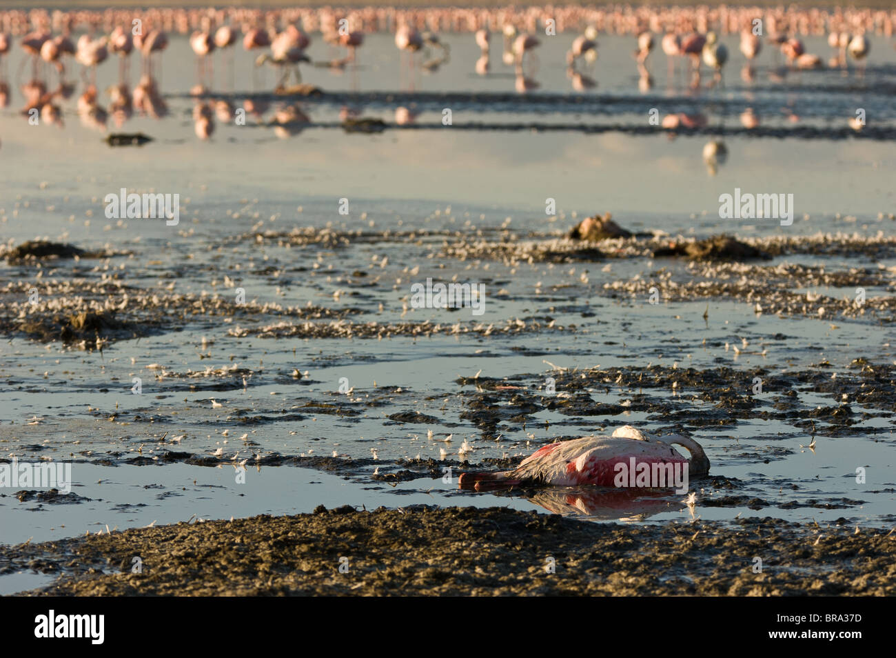 Dead flamingo hi-res stock photography and images - Alamy