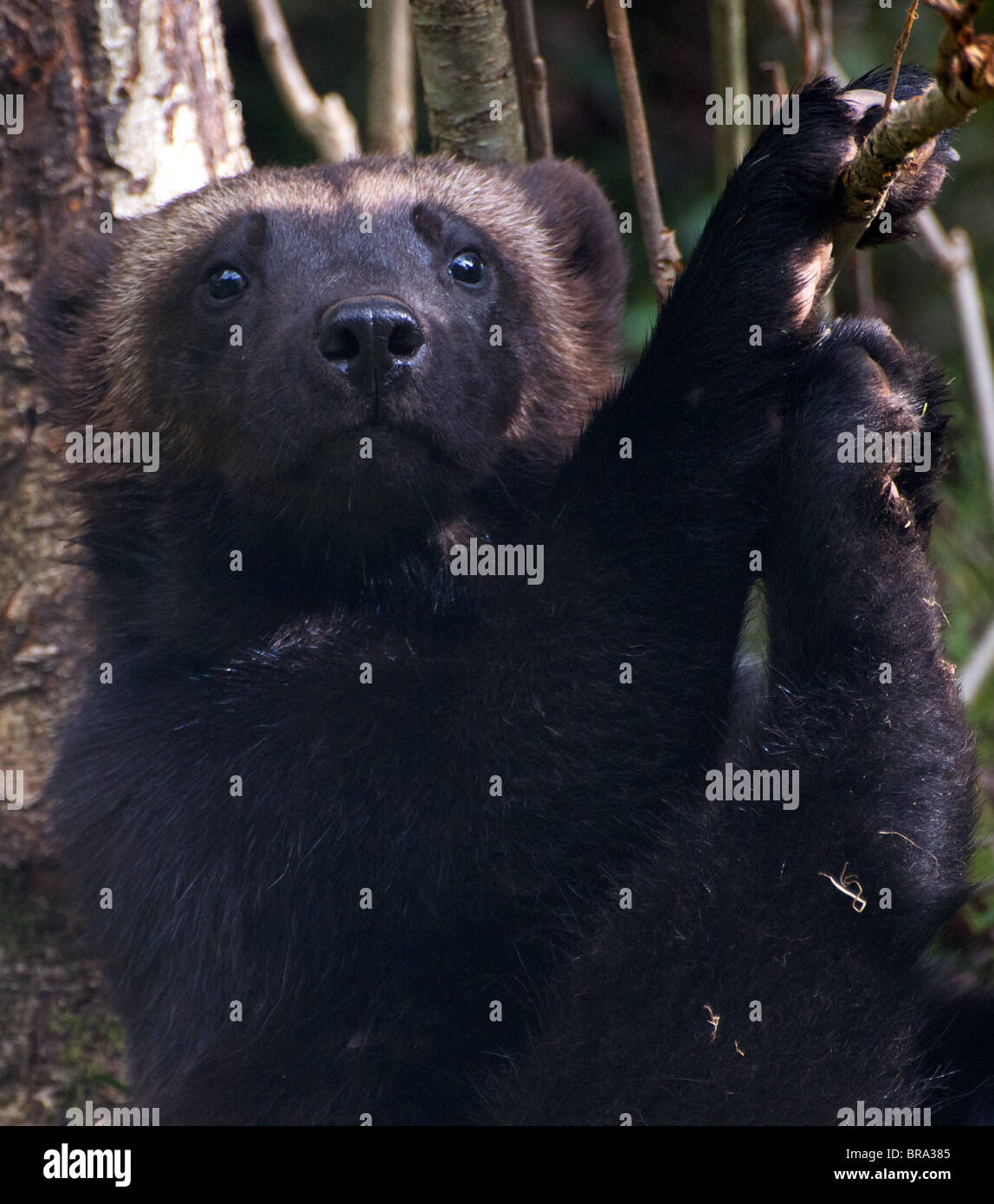 Wolverine looking towards camera hi-res stock photography and images ...