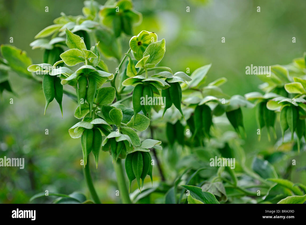 Helleborus Foetidus Stock Photos & Helleborus Foetidus Stock Images - Alamy