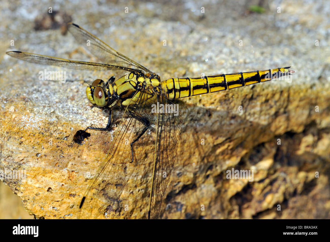 Female Vagrant Darter Dragonfly High Resolution Stock Photography and ...