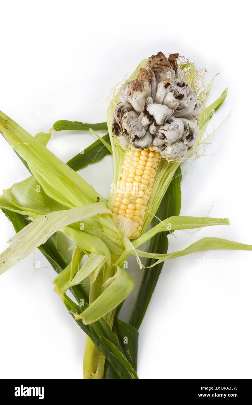 Corn fungus hi-res stock photography and images - Alamy