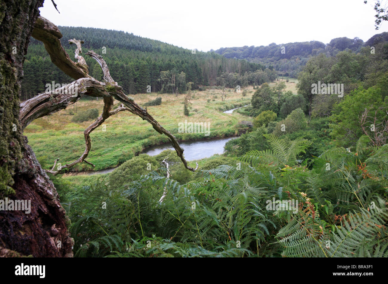 River Ythan viewed from the steep slopes of Gight Wood, Aberdeenshire ...