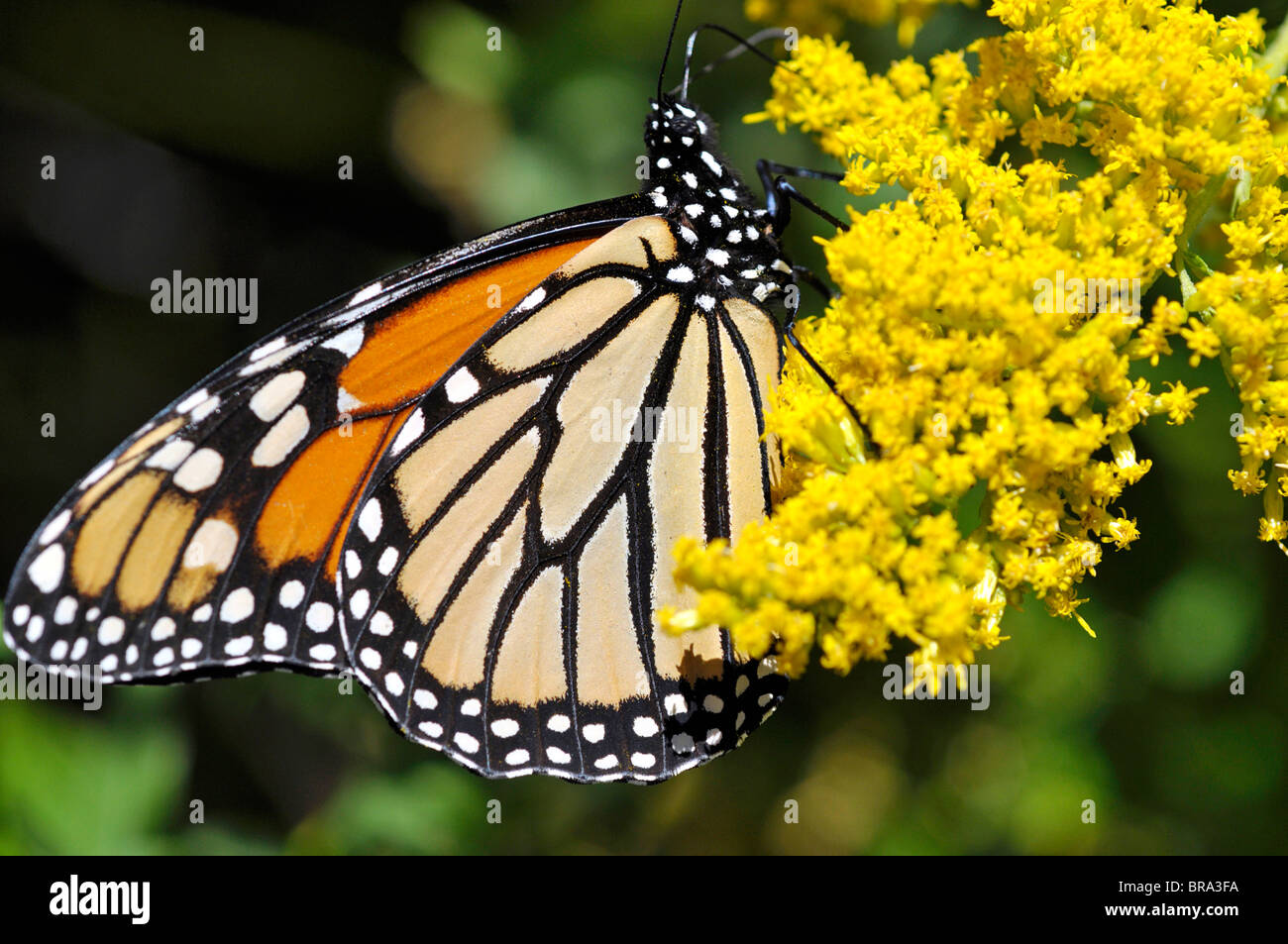 Monarch Butterfly (Danaus Plexippus Stock Photo - Alamy