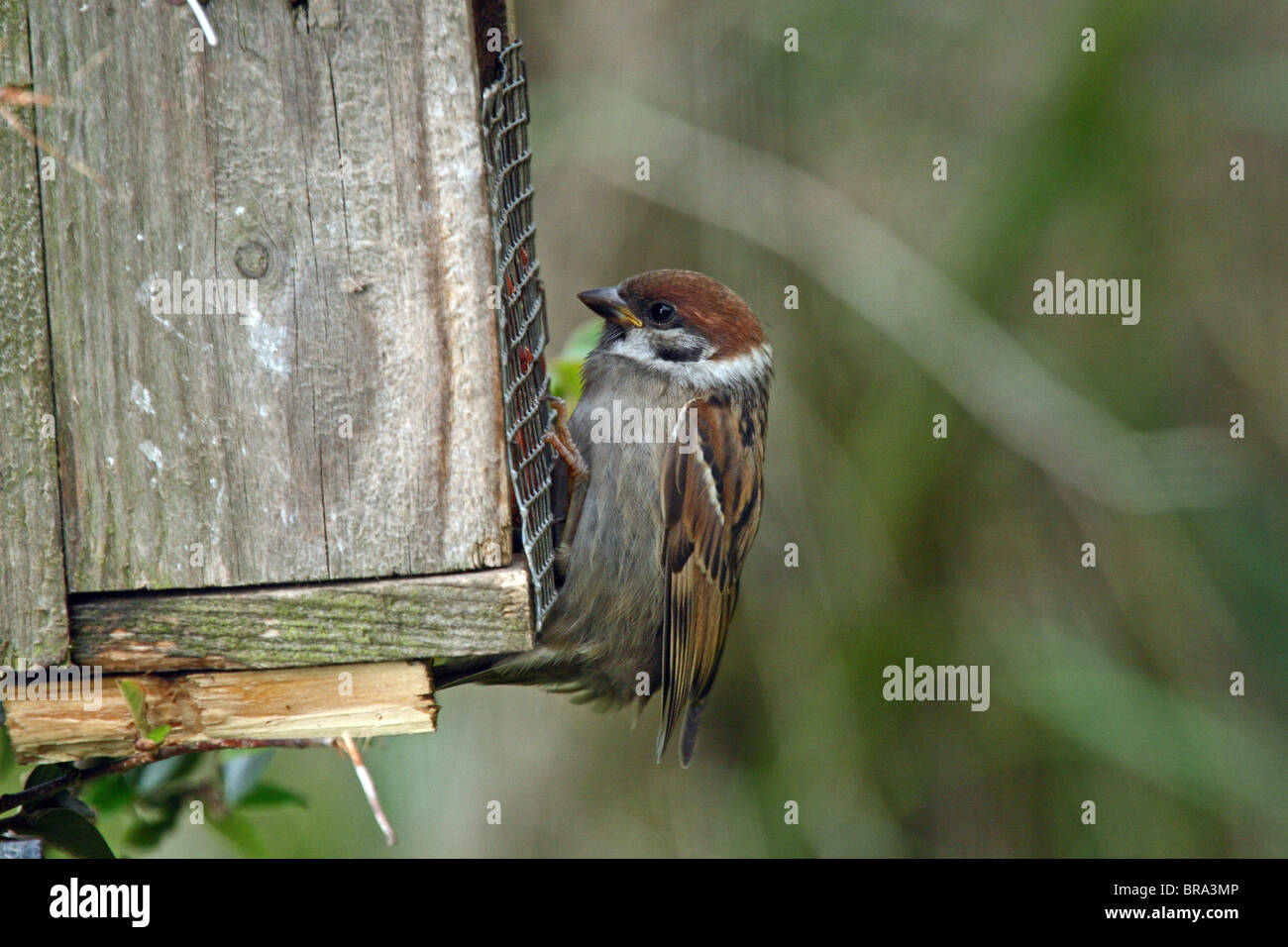 Tree sparrow passer montanus feeding at the feeder hi-res stock ...